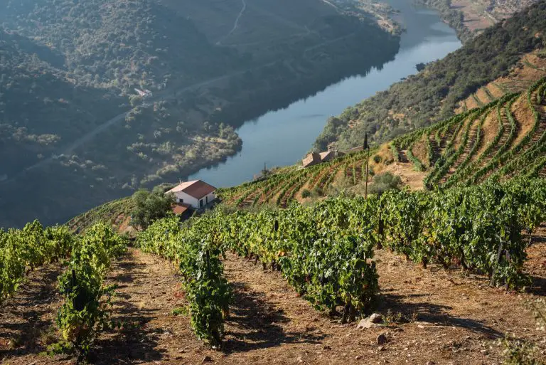 Red Wines From Portugal: A Beginner's Guide - The Wine Wiki